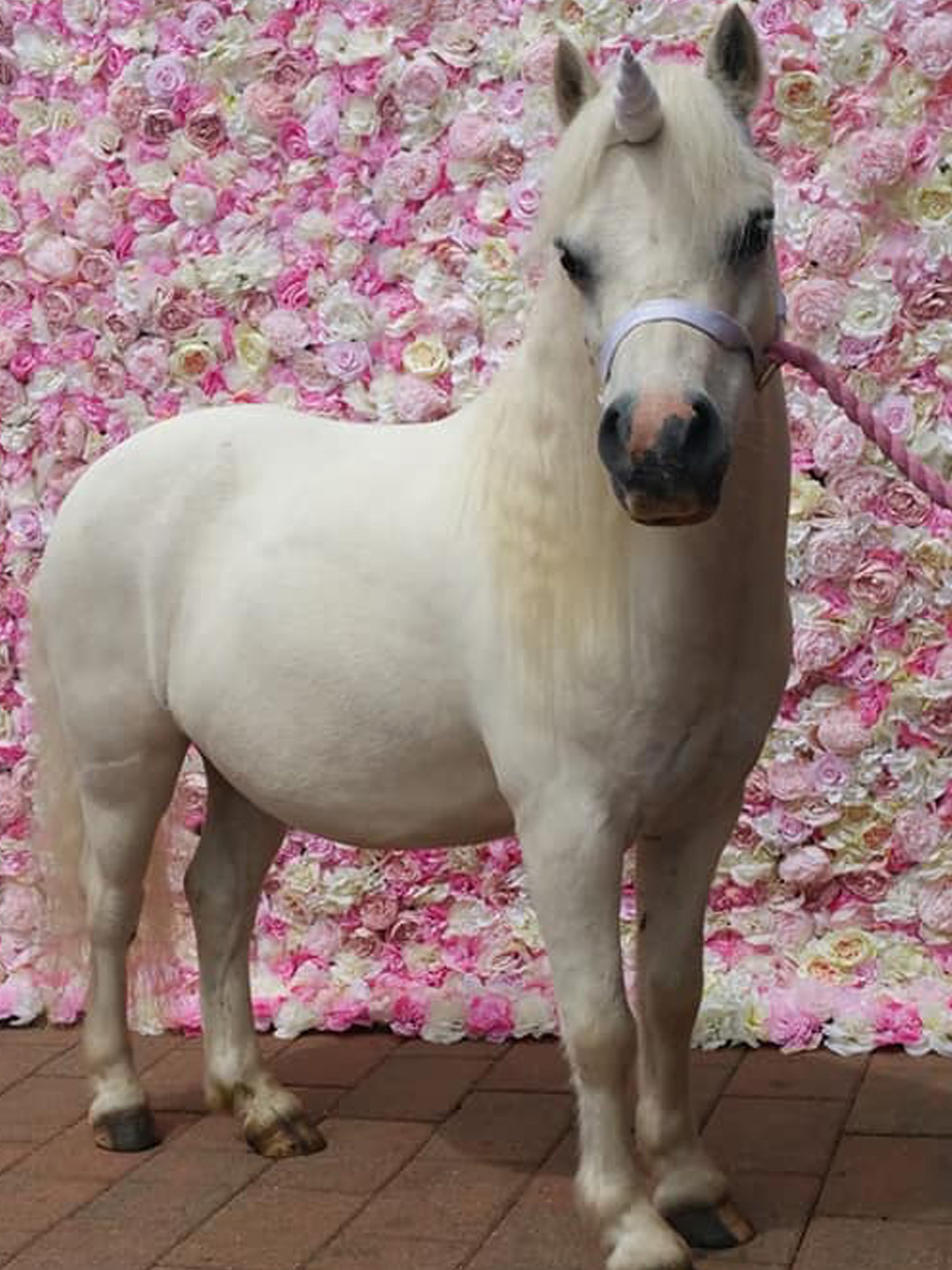 Real Life Unicorn Appearances are a massive hit! - Pink Pixie Parties